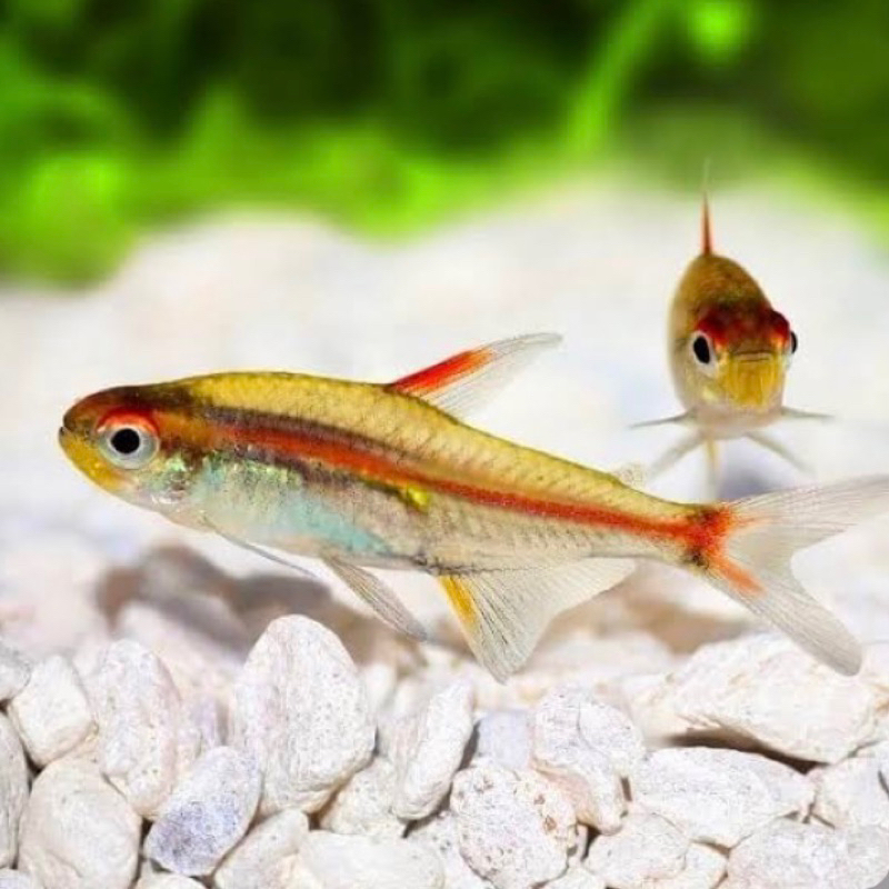 Jual NEON TETRA API / FIRE NEON TETRA / NEON API IKAN HIAS AIR TAWAR ...