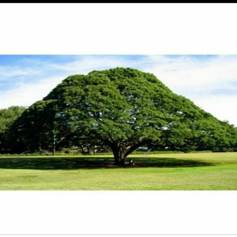 Jual biji benih pohon trembesi/ samanea saman kihujan gaujan atau kayu ambon | Shopee Indonesia