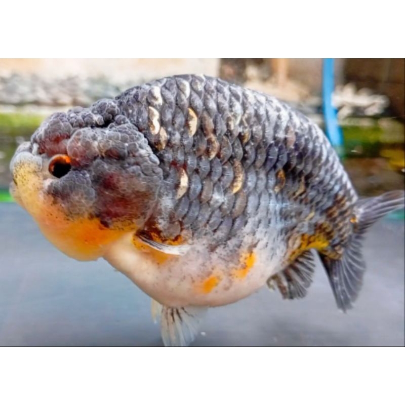 Jual Ikan mas koki Ranchu Kirin bulky jumbo | Shopee Indonesia