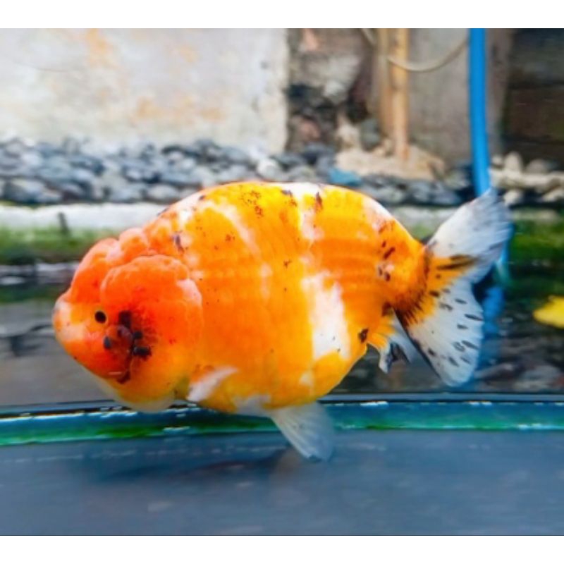 Jual Ikan mas koki Ranchu Jambul istimewa bulky jumbo | Shopee Indonesia