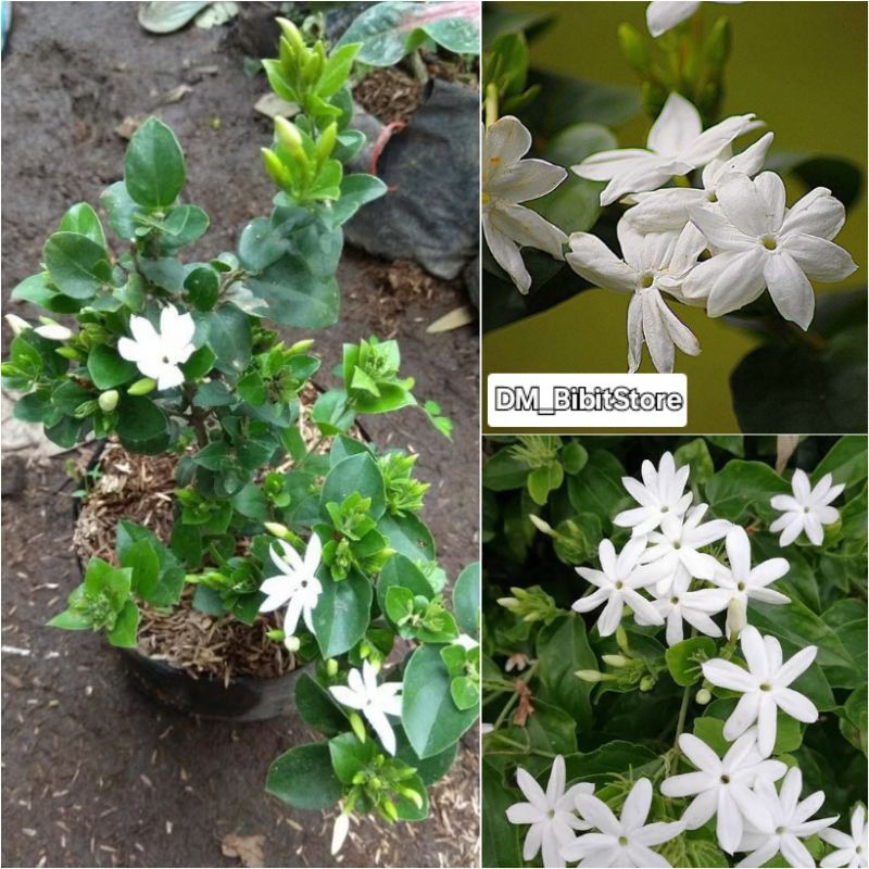Jual Bibit Bunga Melati Jasmine Atau Melati India Rajin Berbunga ...