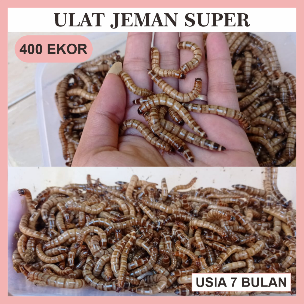 Jual Ulat Jerman Usia 7 Bulan Cocok Untuk Dijadikan Kumbang | Shopee ...