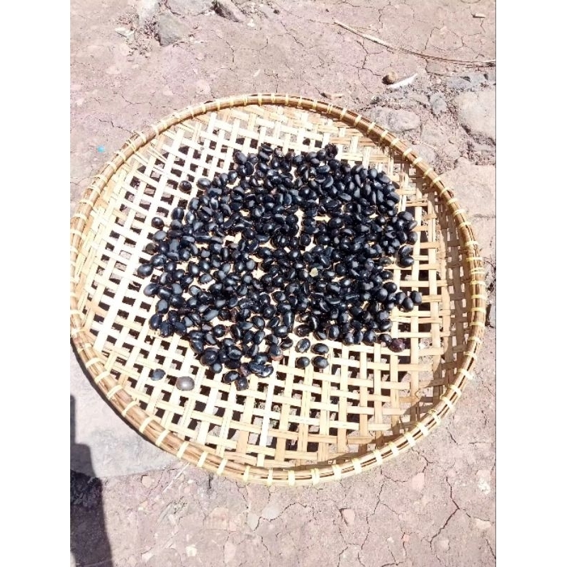 Jual Bibit Aren Genjah Berkualitas Tinggi 1000 Biji - Benih | Shopee ...