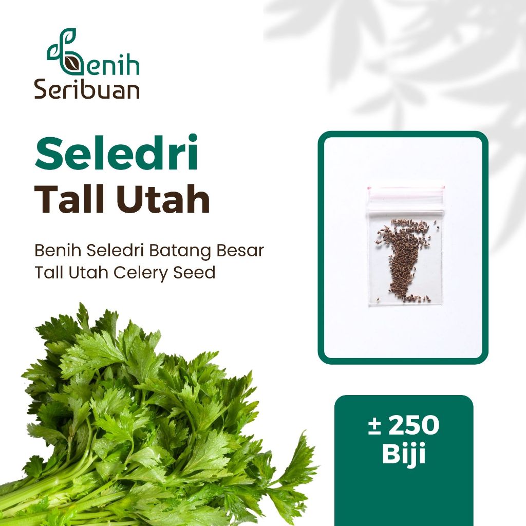 Jual Benih Seribuan - 250 Benih Sayuran Seledri Batang Besar Tall Utah ...