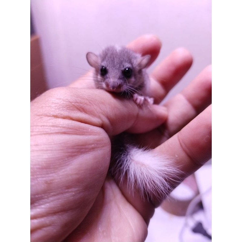 Jual Pygmy DORMICE DORMUSE white tip | Shopee Indonesia