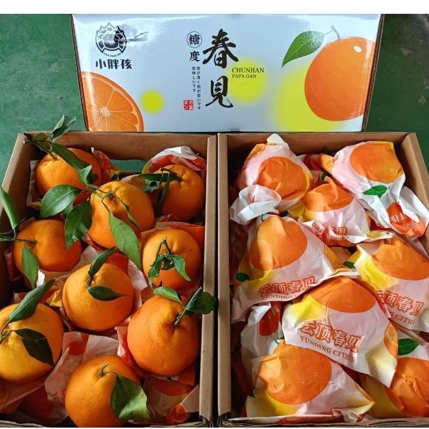 Jual JERUK PAPAGAN JERUK SUMO PAKET NATARU DAN IMLEK BOK HANTARAN ...