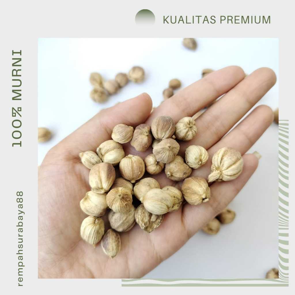 Jual KAPULAGA PUTIH ORGANIK KAPULAGA TANPA PEMUTIH MURAH | Shopee Indonesia