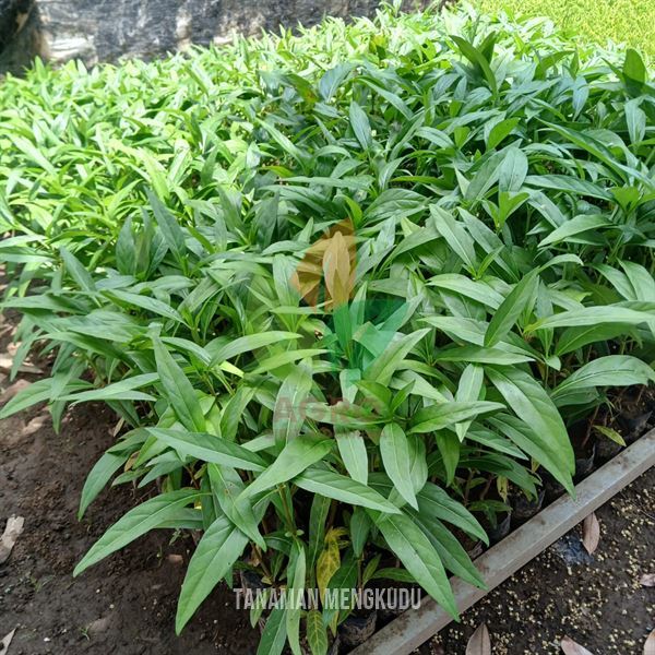 Jual Bibit Tanaman Mengkudu Pace Siap Tanam | Shopee Indonesia
