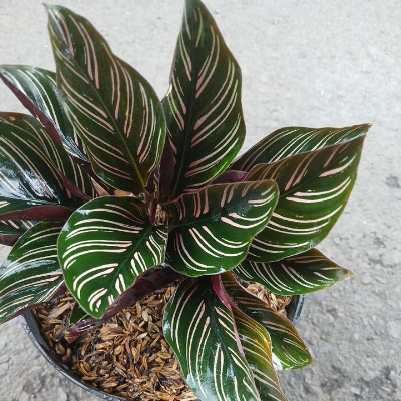 Jual TANAMAN Hias Calathea batik | Shopee Indonesia