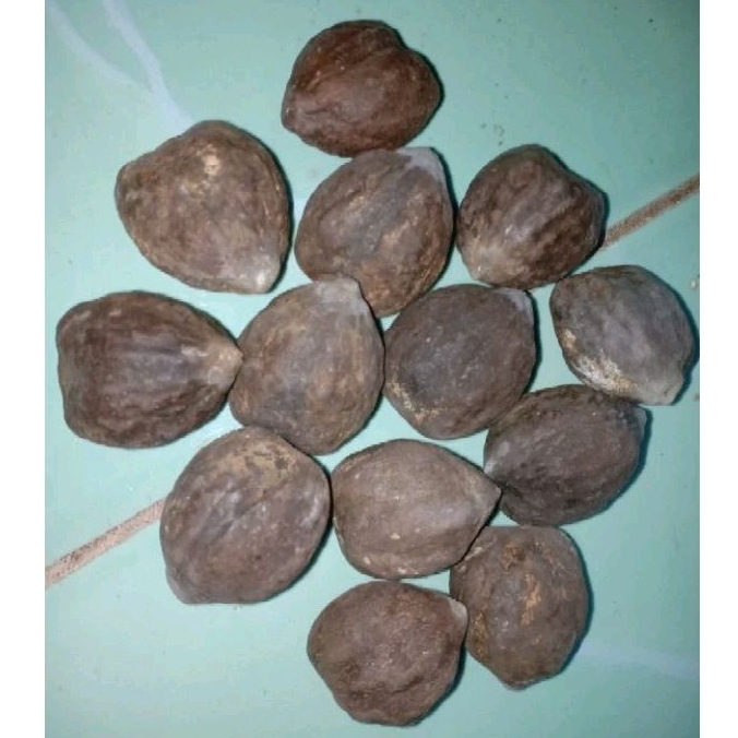 Jual Muncang Kemiri laki2 sortir 1kg isi(60-80 an) | Shopee Indonesia