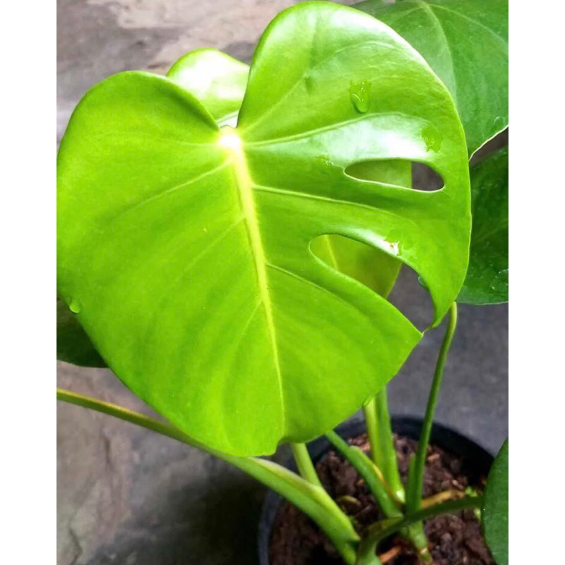 Jual Monstera King 2 Tunas | Shopee Indonesia
