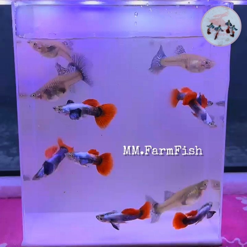 Jual kebutuhan aquarium GUPPY PRTDE HM GRADE A REMAJA Platinum Red Tail Dumbo Ear Halfmoon GRADE ...