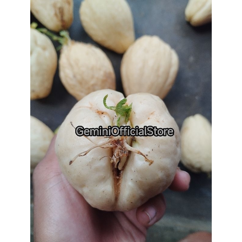 Jual Bibit Labu Siam Putih Superr (GOS) Jipang Putih Berakar Manisan ...