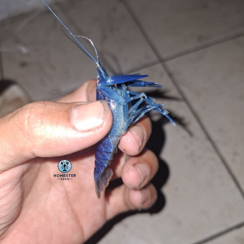 Jual HIASAN AQUARIUM LOBSTER AIR TAWAR (Red Claw) Genetic BIRU MAROON ...