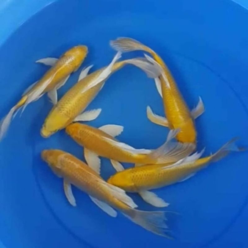 Jual Ikan Koi Slayer Ogon Kuning Cerah | Shopee Indonesia