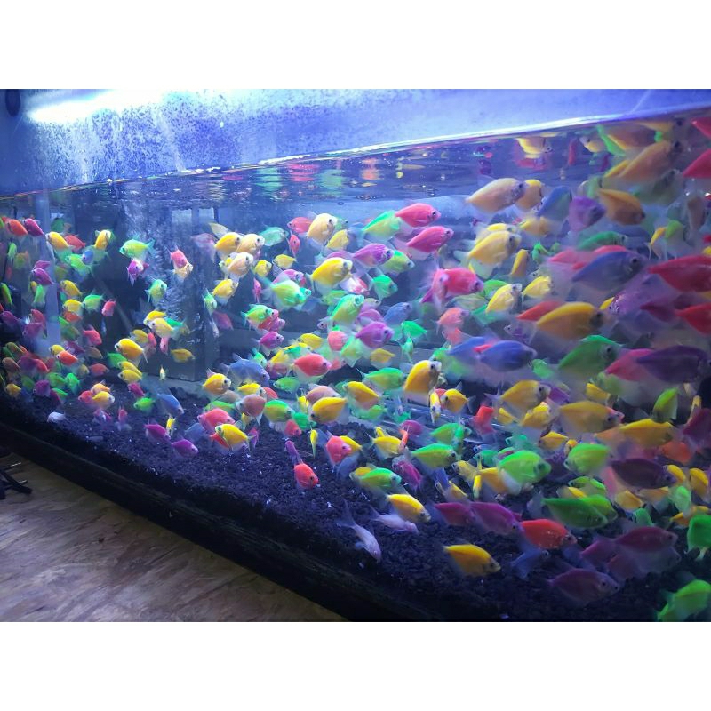 Jual Ikan merah kuning hijau biru ungu ikan hias warna warni fish tetra ...