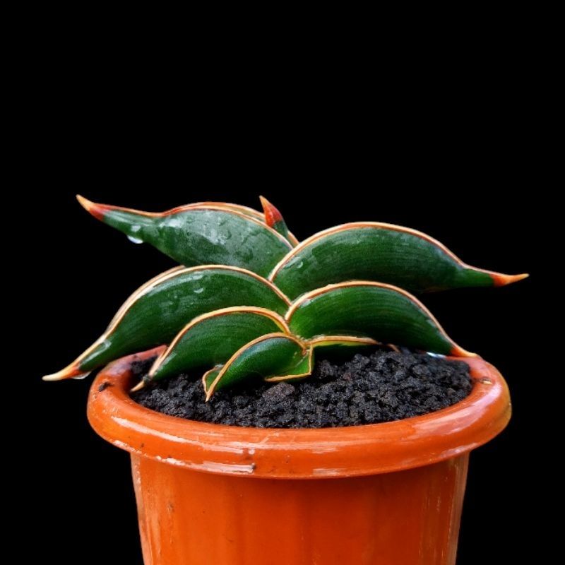 Jual tanaman hias sanseviera RORIDA sansevieria sansevera sanseviera ...