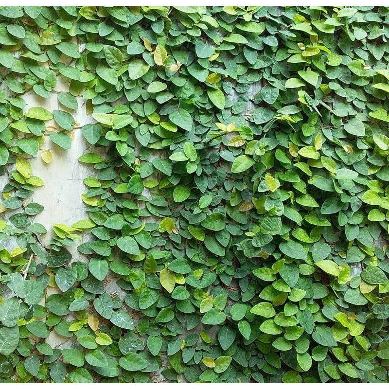 Jual tanaman rambat dolar daun kecil tanaman merambat pada tembok ...
