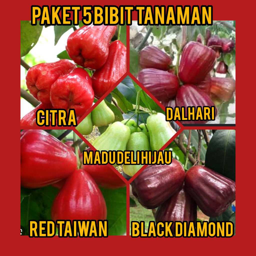 Jual Paket 5 Bibit Jambu ( Citra, Dalhari, Madu Deli, Black Diamond ...
