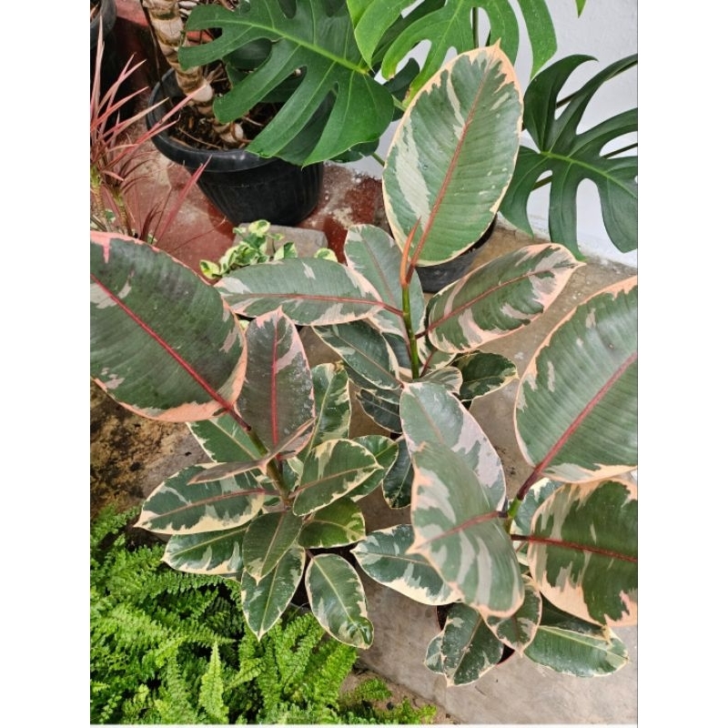 Jual Ficus Elastica Tineke Ruby / Karet Kebo Variegata Ruby | Shopee ...