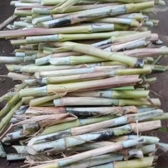 Jual PAKCONG - Bibit Rumput Pakcong Pakan Ternak | Shopee Indonesia