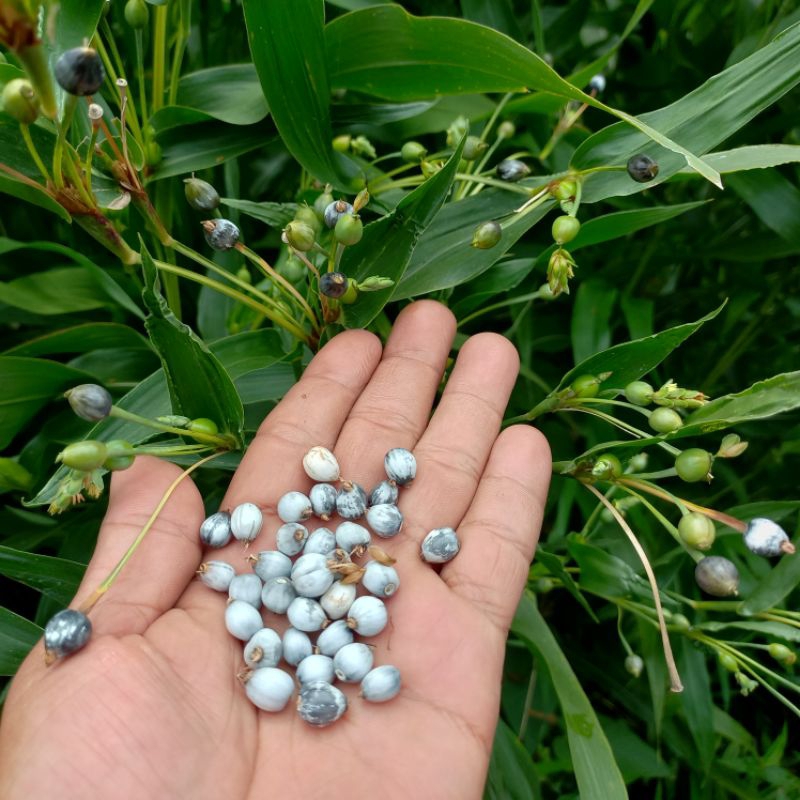 Jual Biji Jali Jali Biji Barley Hanjeli isi 100 biji Baru Petik ...