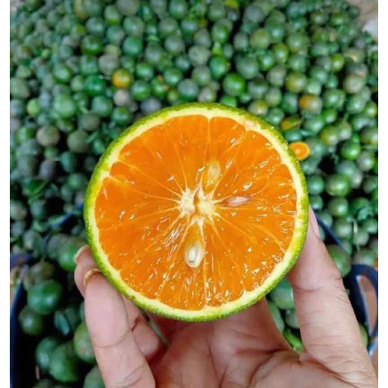 Jual Jeruk Peras Jember Kecut Manis (Baca Diskripsi) | Shopee Indonesia