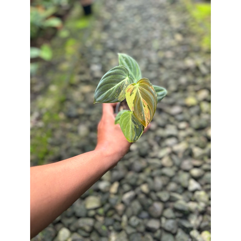 Jual Philodendron Melano Varigata melanochrysum tanaman melano var ...