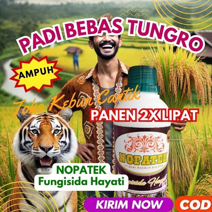 Jual PADI PASTI BAGUS. NOPATEK 500ML Obat Penyakit Layu Fusarium pada ...