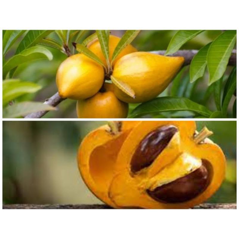 Jual Bibit Buah Alkesa / Sawo mentega | Shopee Indonesia