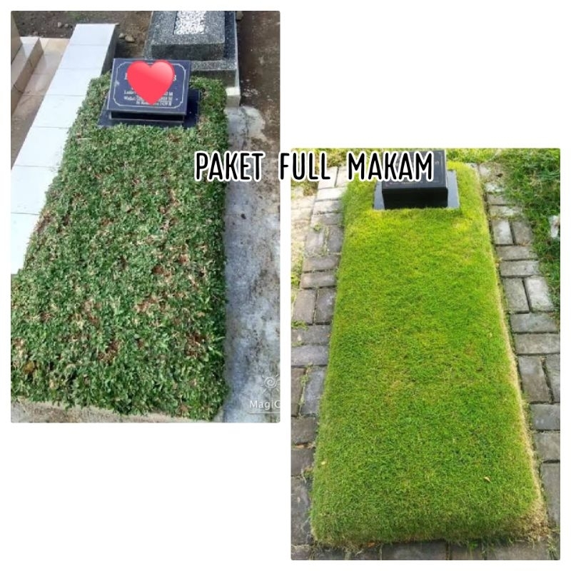 Jual rumput jepang,rumput gajah,rumput hias makam dan taman | Shopee ...