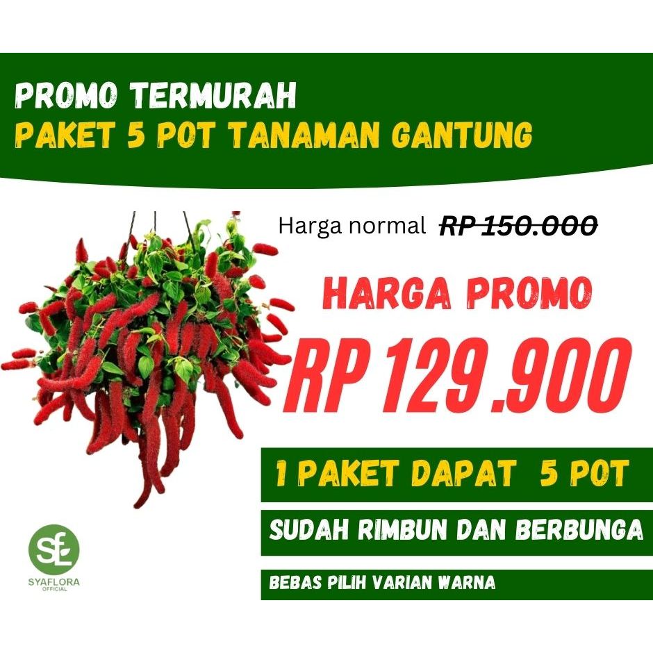 Jual Syaflora-Paket tanaman gantung rimbun dan berkualitas | Shopee ...