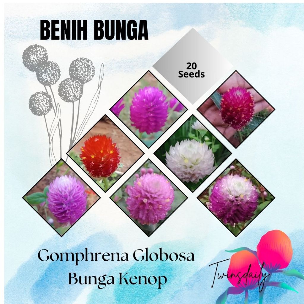 Jual Twinsdaily | 50 Benih Bunga Kenop Bunga Kancing Gomphrena Globosa ...