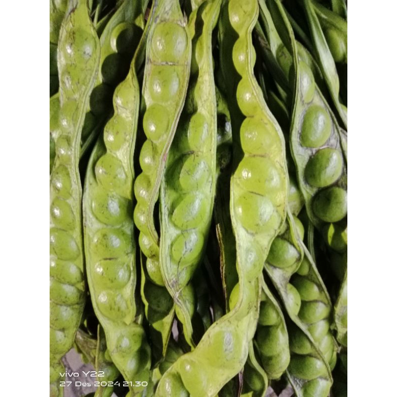 Jual PETE PETAI SUPERAN BESAR MURAH HARI INI 1 IKAT ISI 10PAPAN/LONJOR ...