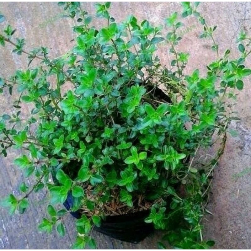 Jual Tanaman Timi Rimbun / Tanaman Thyme Rimbun (Beli 5 gratis 1 ...