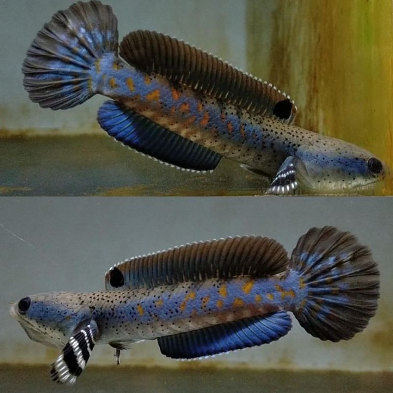 Jual Ikan Hias Channa Blue Pulchra Size 7-8cm Hiasan Aquarium Kolam ...