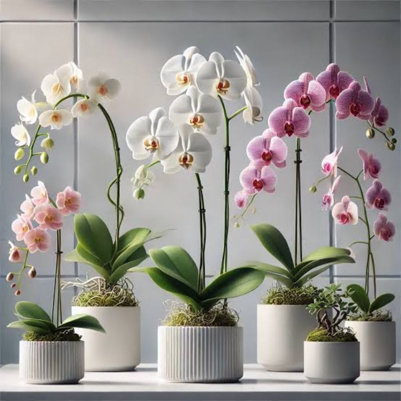 Jual (BISA COD) TERMURAH! Bunga Hias Anggrek Bulan JUMBO PASCA BUNGA ...