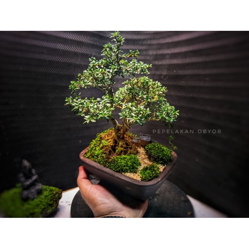Jual Bonsai Mini Serissa Japonica super micro Bonsai seribu bintang ...