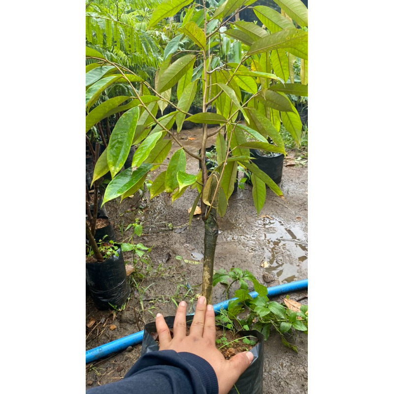 Jual INDUKAN DURIAN DURI HITAM CEPAT BERBUAH | Shopee Indonesia