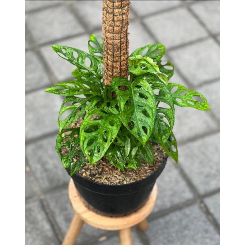 Jual monstera acuminata - Tanaman hias hidup monstera acuminata ...