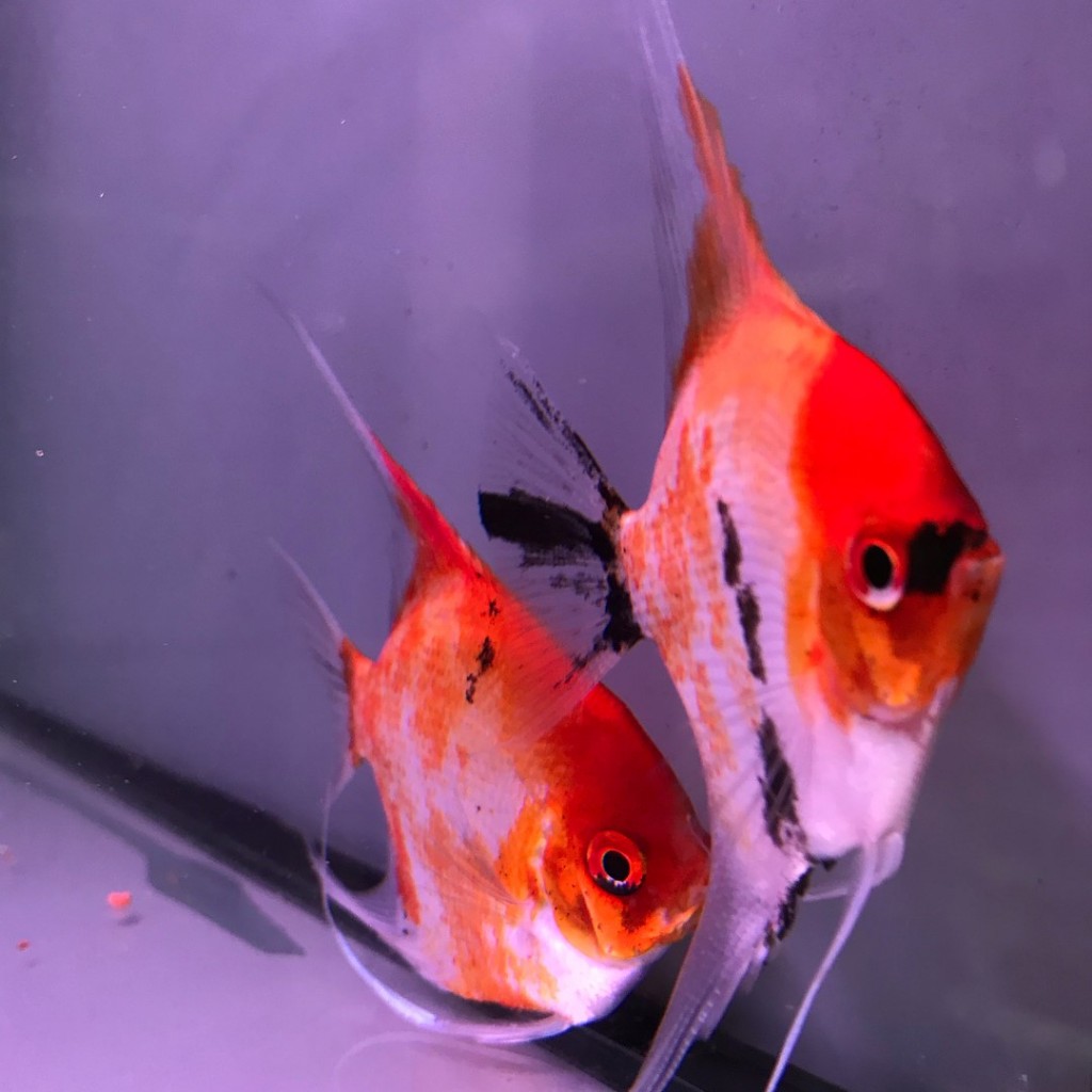 Jual ikan hias layang manfish red koi devil size kecil masih pucat ...