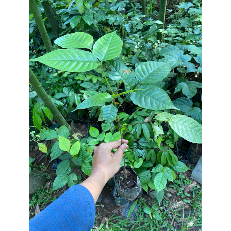 Jual Bibit Buah Kecapi - Tanaman Kecapi - Pohon Ketuat - Tanaman Santor ...