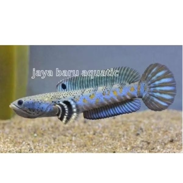 Jual packing gratis blue pulchra bp blue pulchra single tank ...