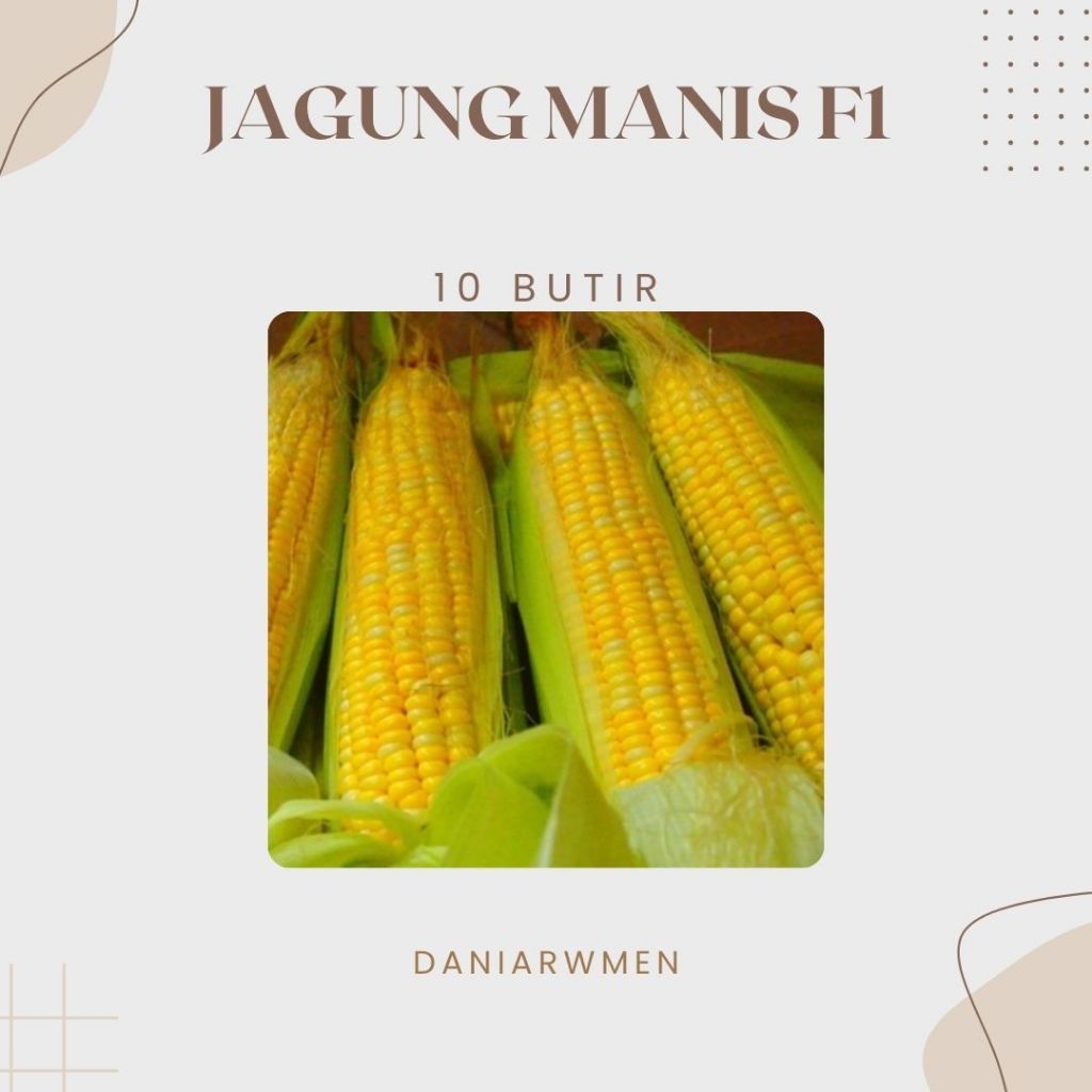 Jual Biji Benih Jagung Manis Hibrida F1 Tahan Hama Penyakit | Shopee ...