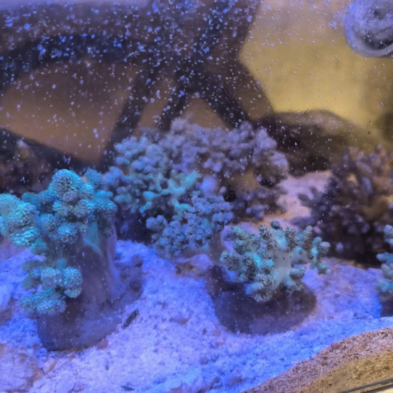 Jual coral seroja bali hijau air laut koral leather coral | Shopee ...