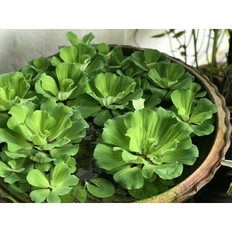 Jual tanaman air apu apu/tanaman hias apung air besar /kecil aquascape ...