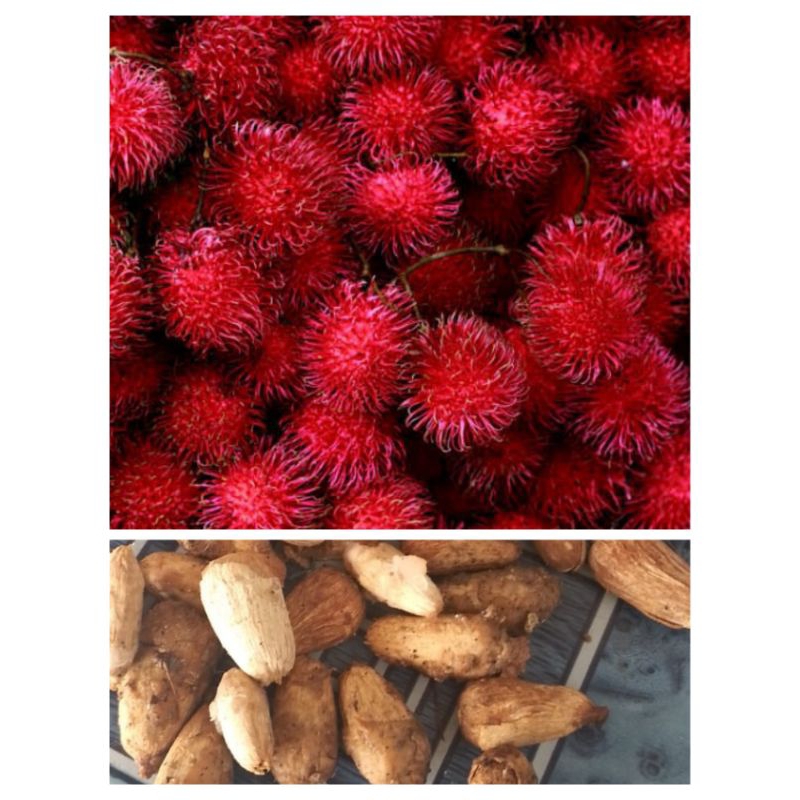 Jual Bibit Biji Rambutan Garuda Lokal 30 biji #manis #buahbesar ...