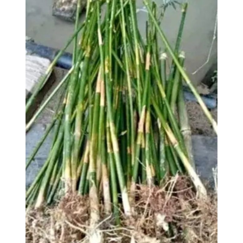 Jual Bambu cendani,,,bambu cina per 10 batang /pohon | Shopee Indonesia