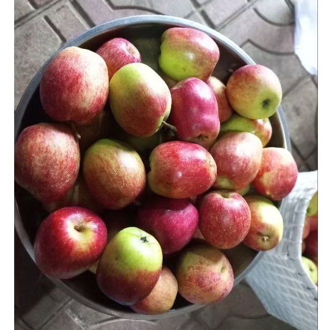 Jual Apel Ana MINI 1kg Batu Malang | Shopee Indonesia