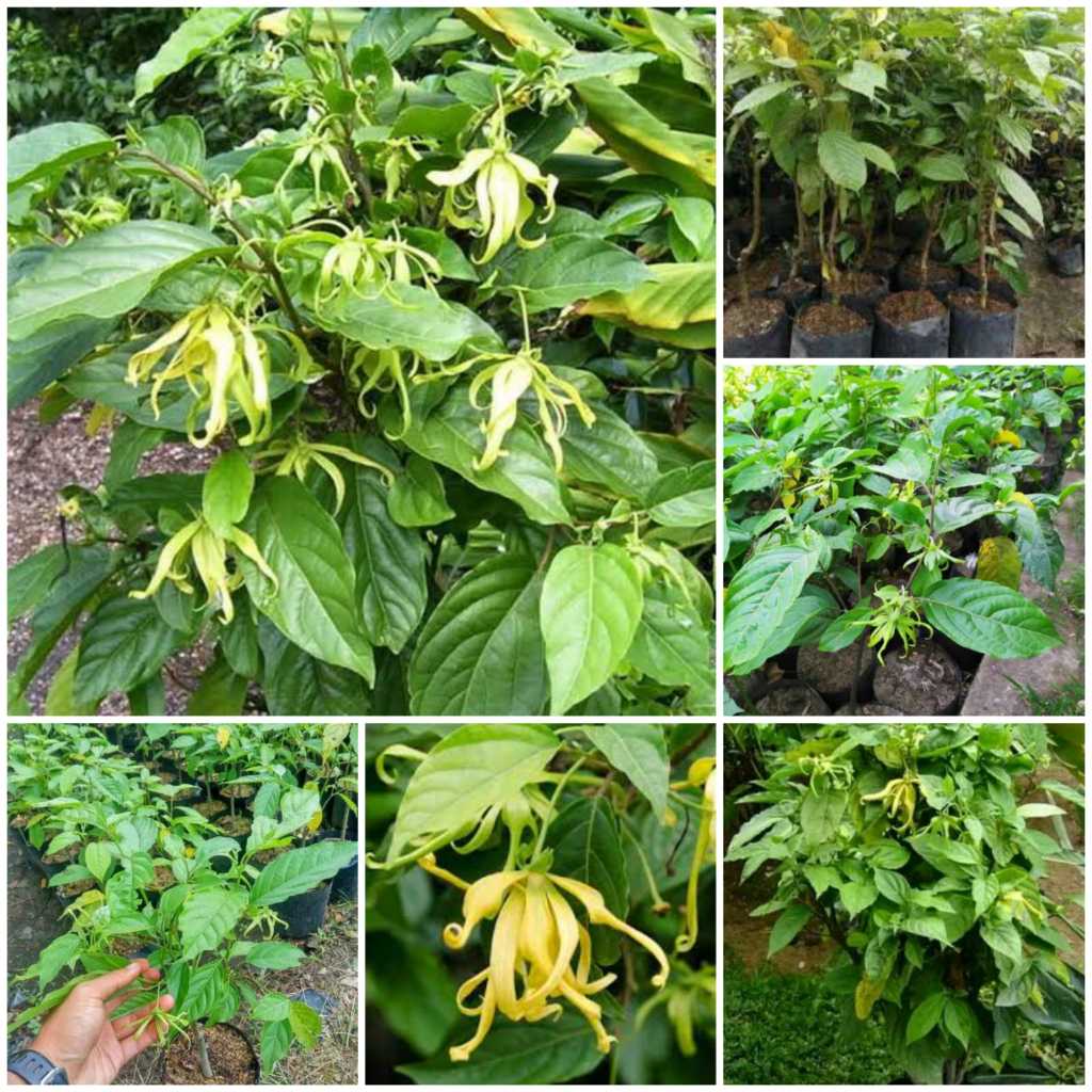 Jual BIBIT BUNGA KENANGA ORIGINAL | Shopee Indonesia